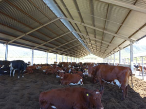 Compost Sheds | northernaustraliandairyhub.com.au