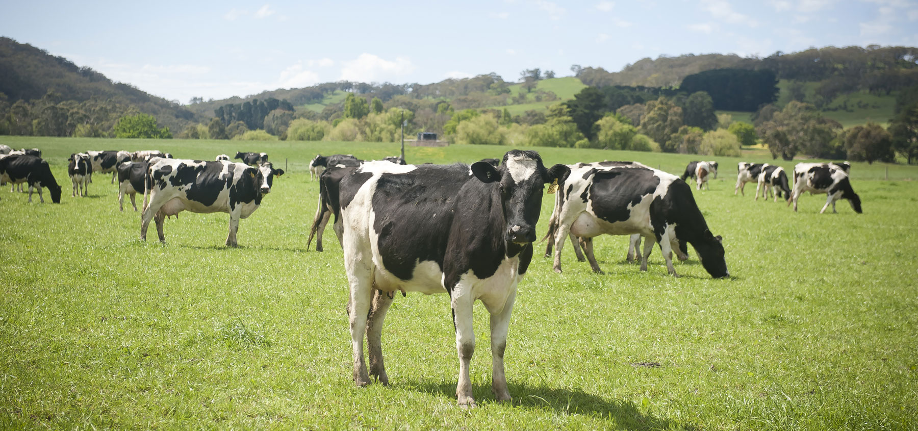 cow-looking - Northern Australian Dairy Hub
