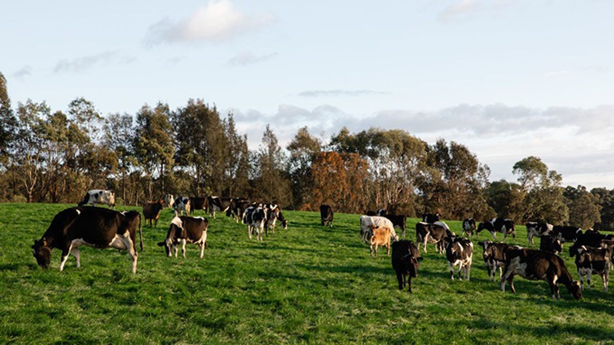 cows-grazing - Northern Australian Dairy Hub