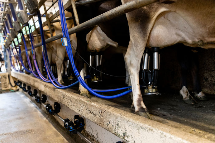 milking - Northern Australian Dairy Hub