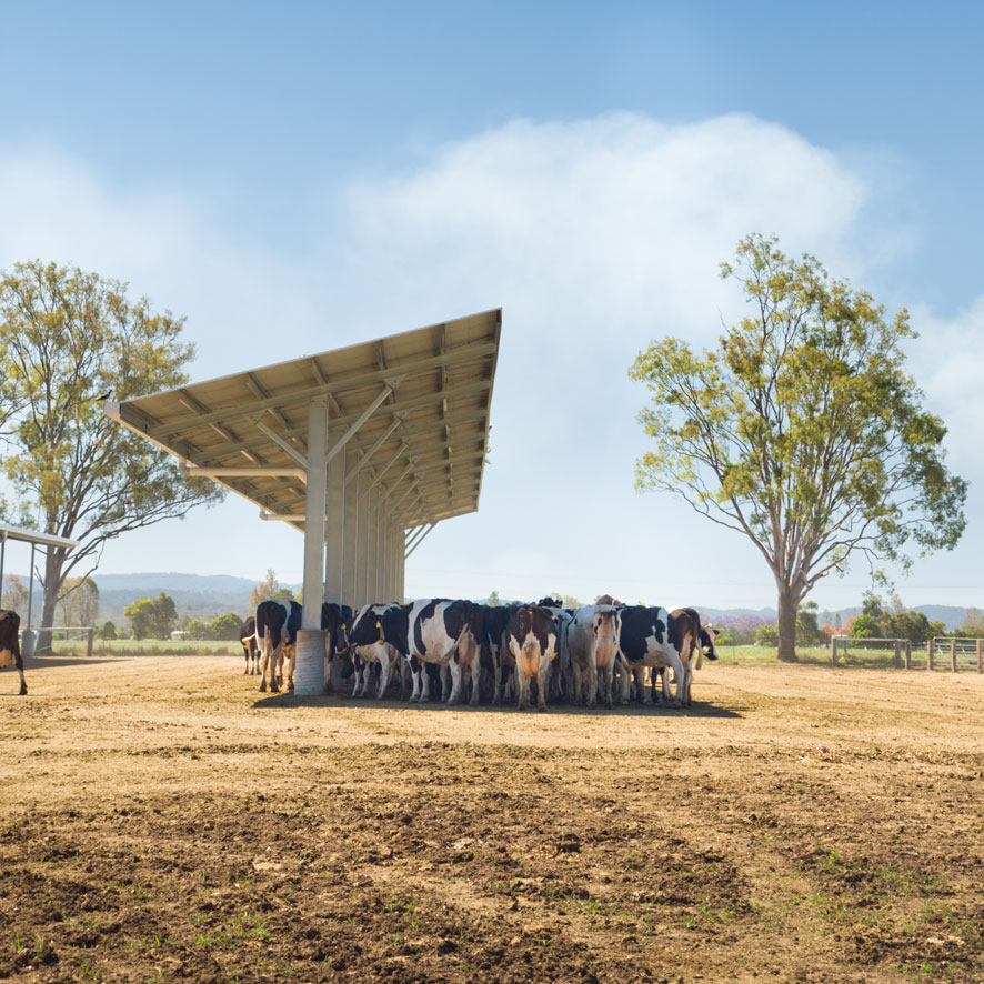 DAF-01 - Northern Australian Dairy Hub