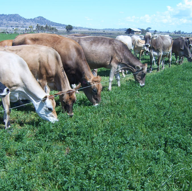 DAF-02 - Northern Australian Dairy Hub