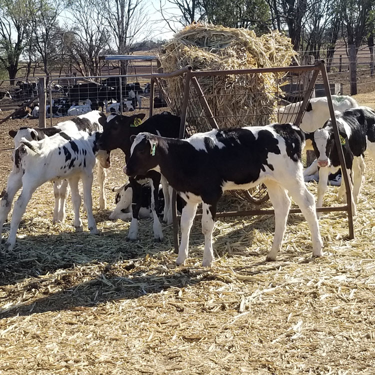 DAF-06 - Northern Australian Dairy Hub