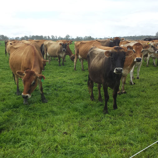 DAF-07 - Northern Australian Dairy Hub