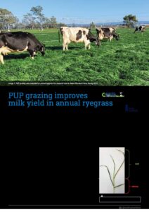 PUP-grazing-improves-milk-yield-in-annual-ryegrass - Northern Australian Dairy Hub