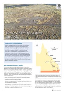 How-to-identify-pasture-dieback - Northern Australian Dairy Hub